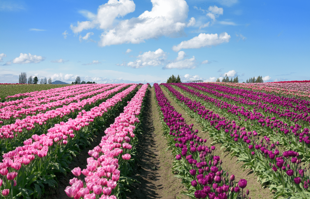 April Mixed Bag - Method Seattle